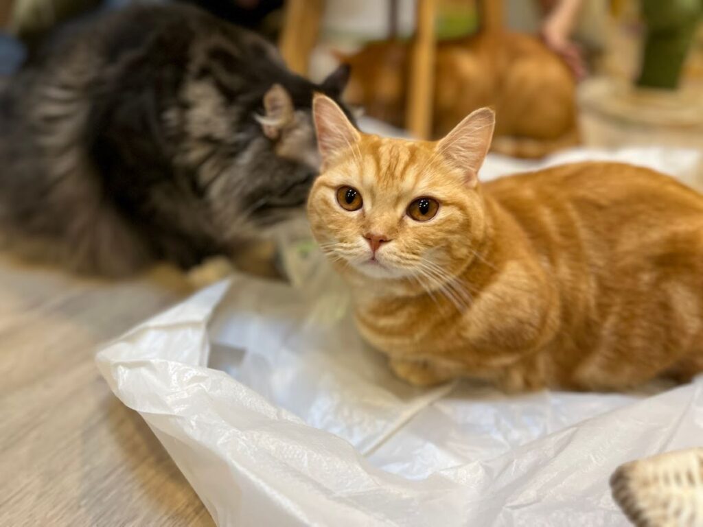7 Best Cat Cafes In Singapore For Girls’ Day Out